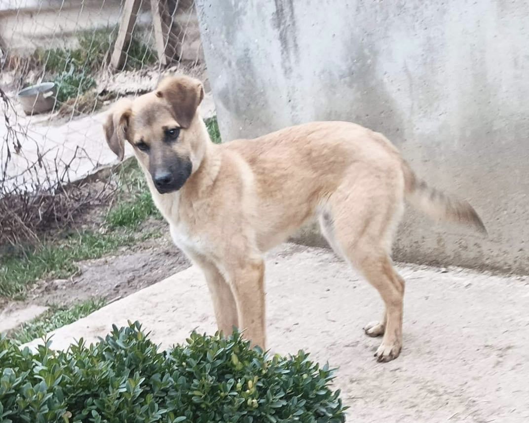 Tierengel Bulgarien - Wir suchen